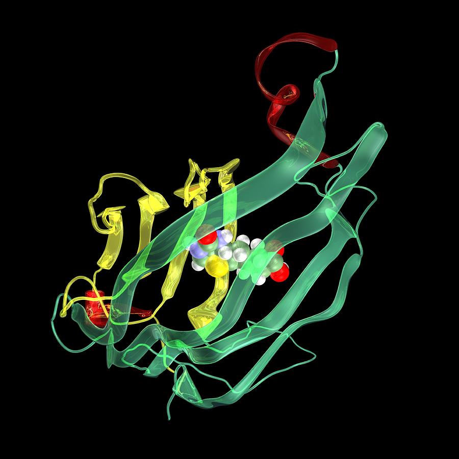 Biotinylation Reagents – Tenova Pharma